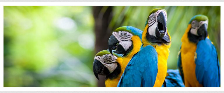 Contact-banner - Jane Chiodini