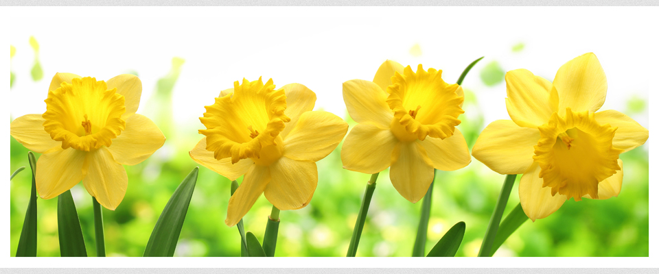 Daffodil banner 3 - Jane Chiodini