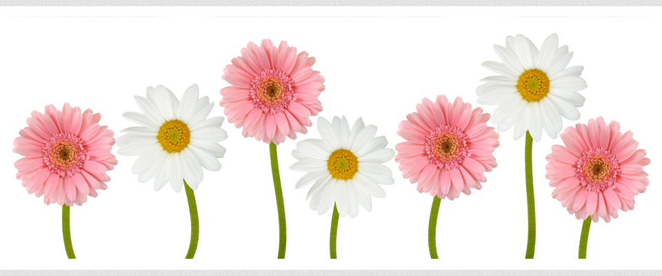 FlowersBanner - Jane Chiodini