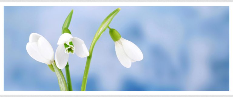 snowdrop banner - Jane Chiodini
