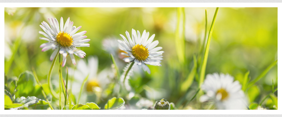 summer banner 1 - Jane Chiodini